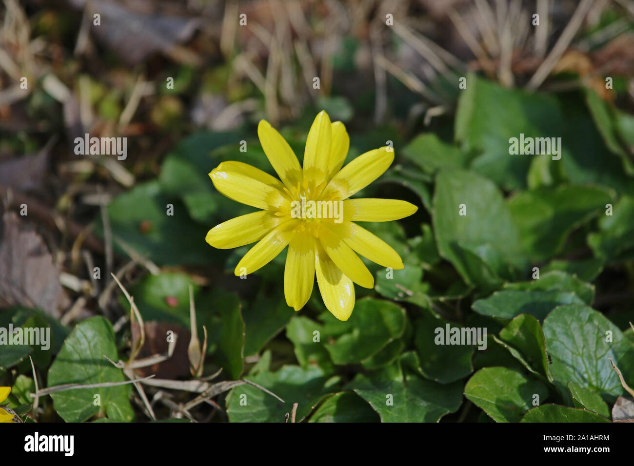 Ranunculaceae buttercup family hi-res stock photography and images - Alamy