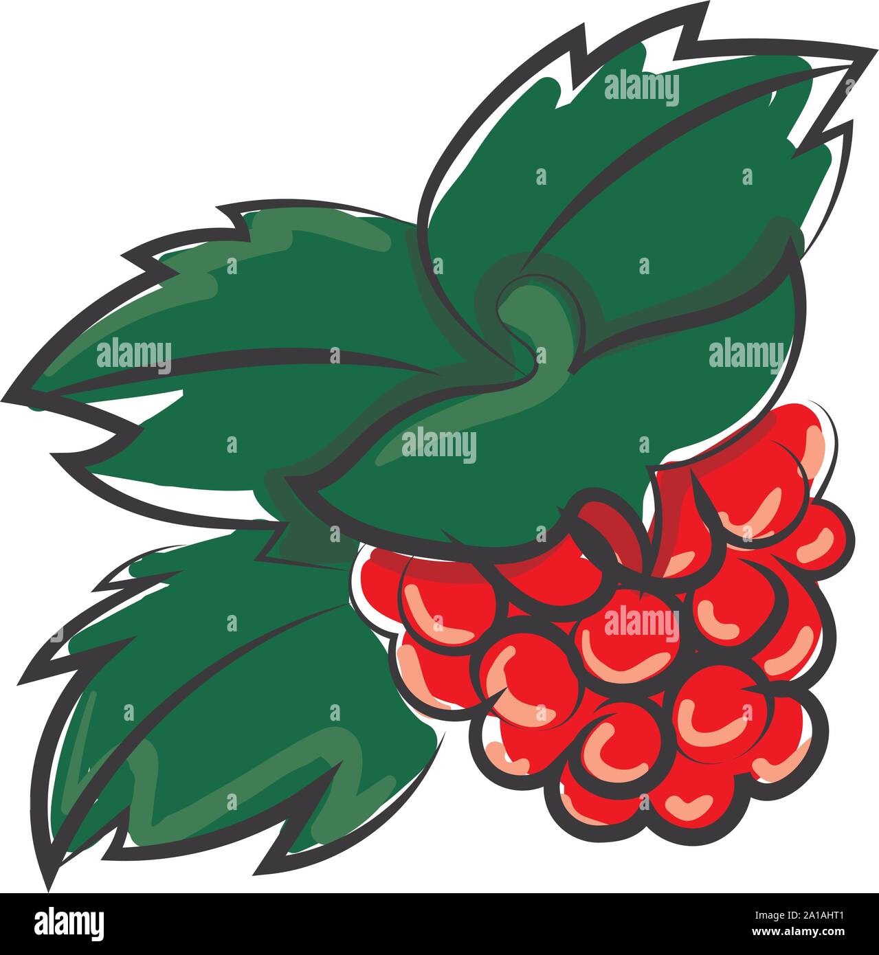 Raspberries, illustration, vector on white background Stock Vector ...
