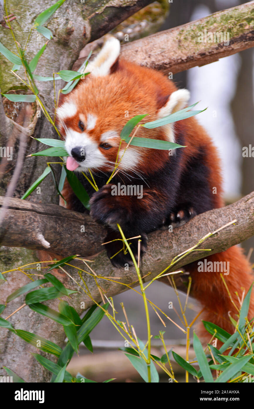 Red panda bear hi-res stock photography and images - Alamy