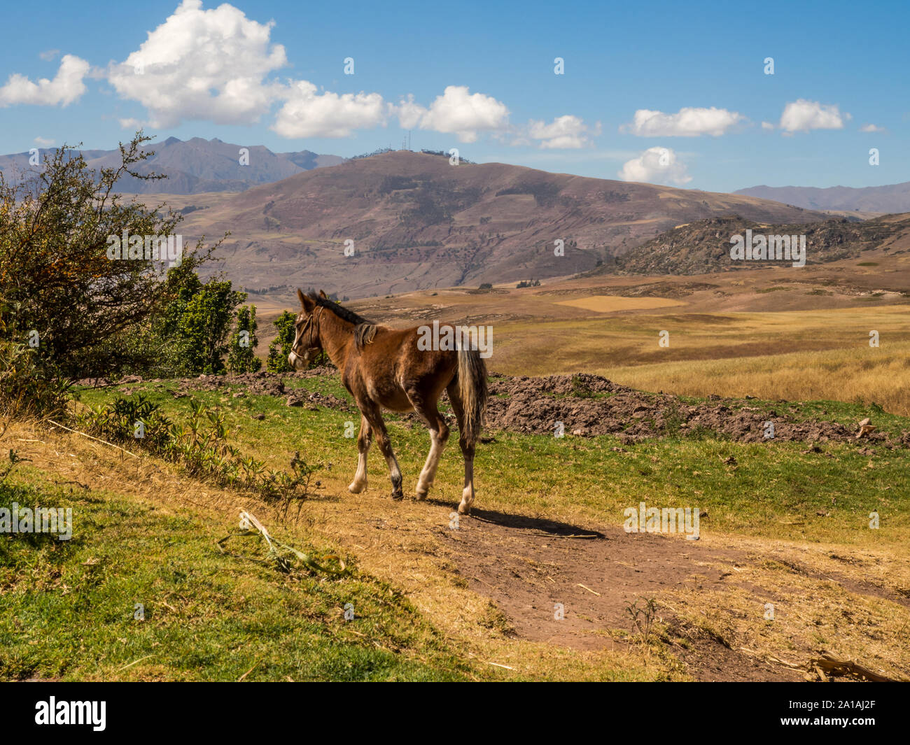 Horse on the field near the Inca ruins, Andes mountains, Moray. Peru ...