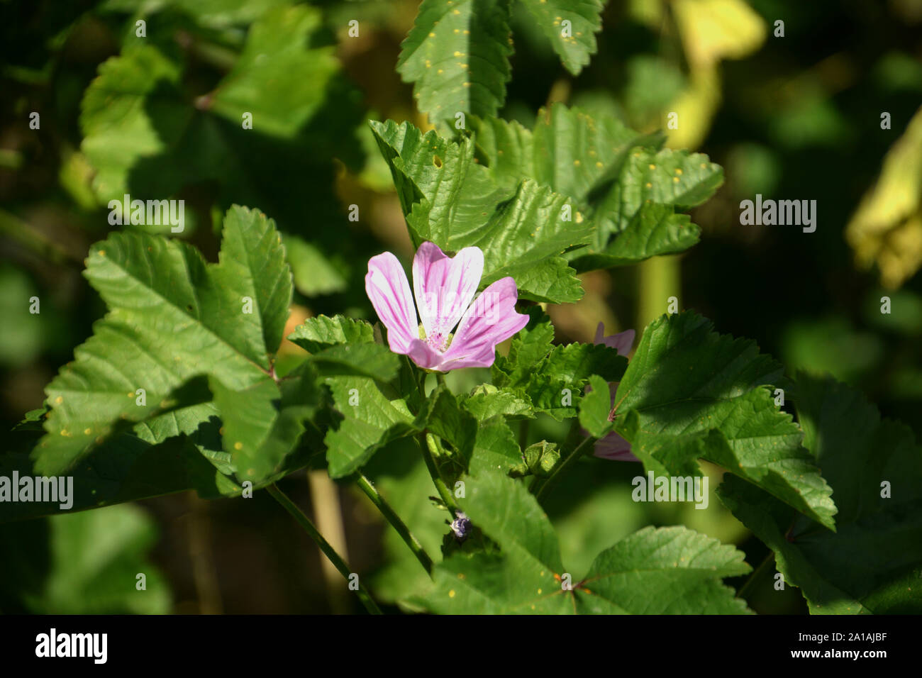 blooming high mallow close-up in DOF optic, flower of common mallow ...