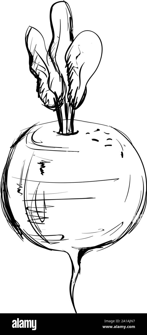 Beet drawing, illustration, vector on white background Stock Vector ...