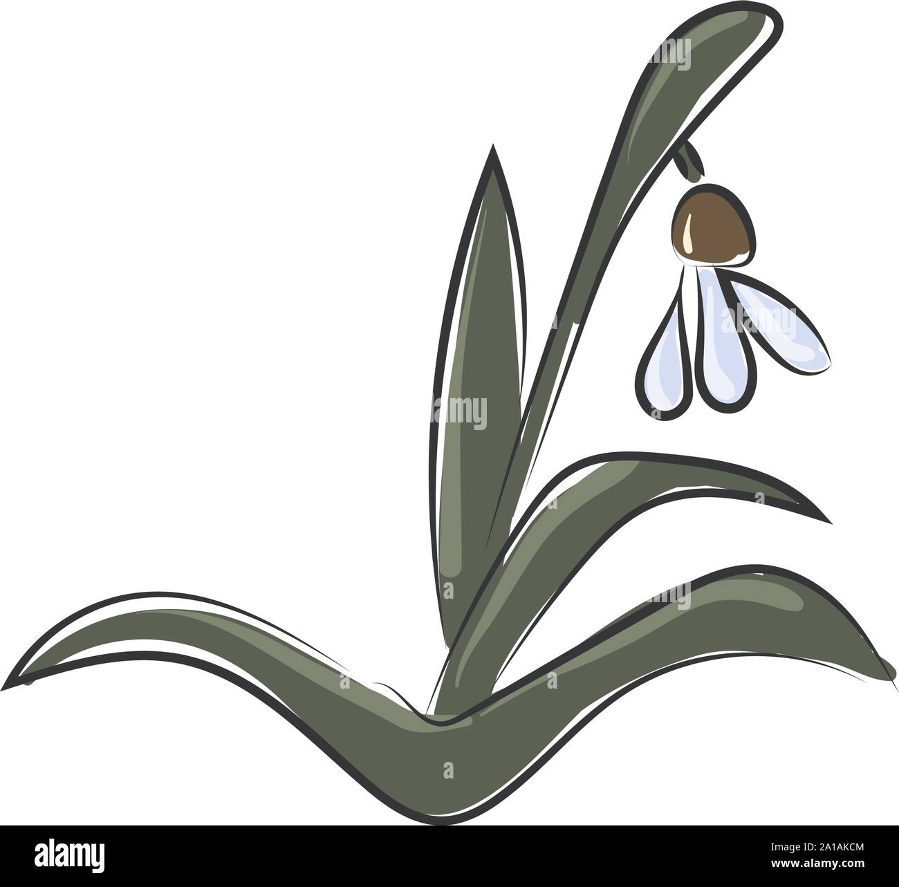 Snowdrops, illustration, vector on white background Stock Vector Image ...