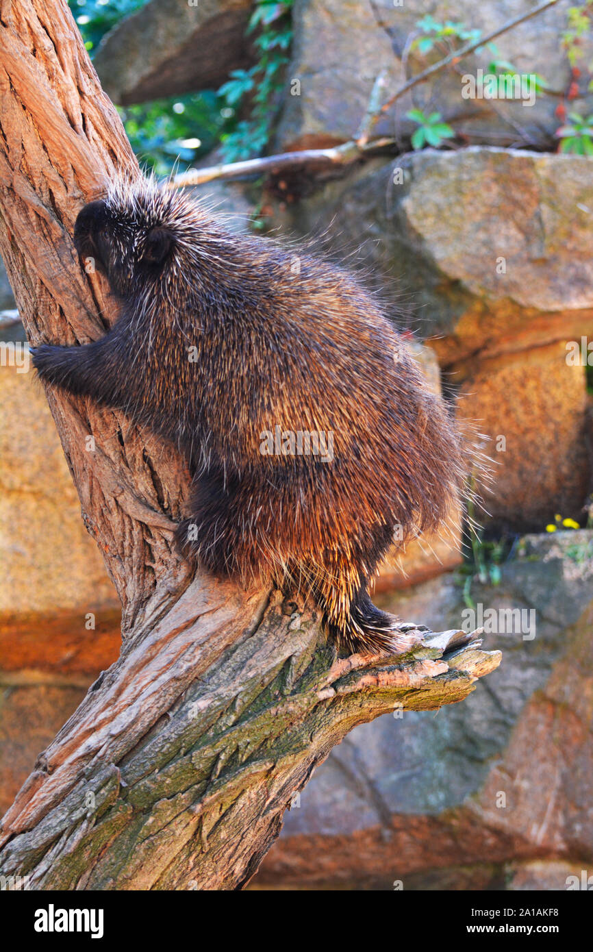 Porcupine habitat hi-res stock photography and images - Alamy