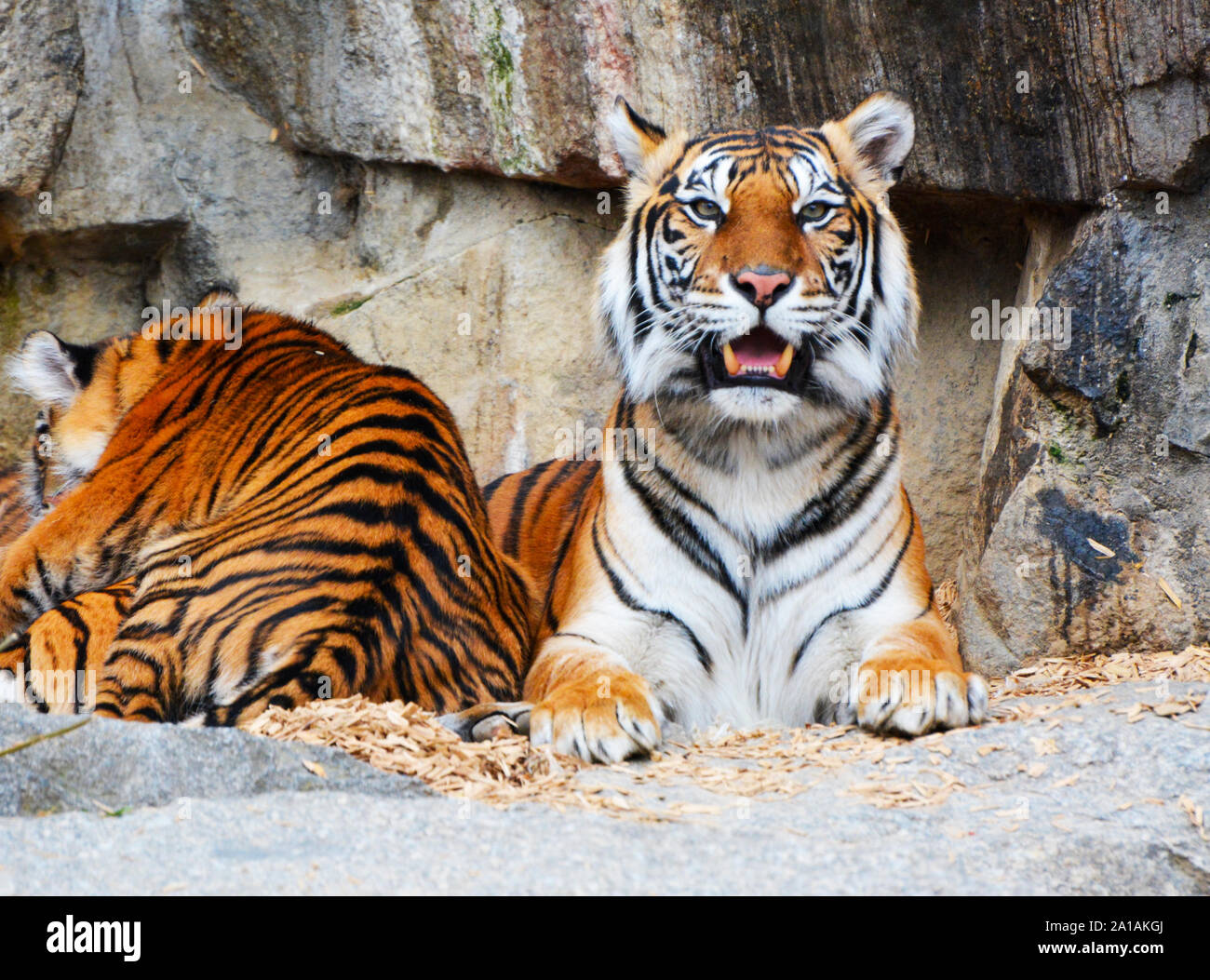 portrait of a bengal tiger in the den Stock Photo - Alamy