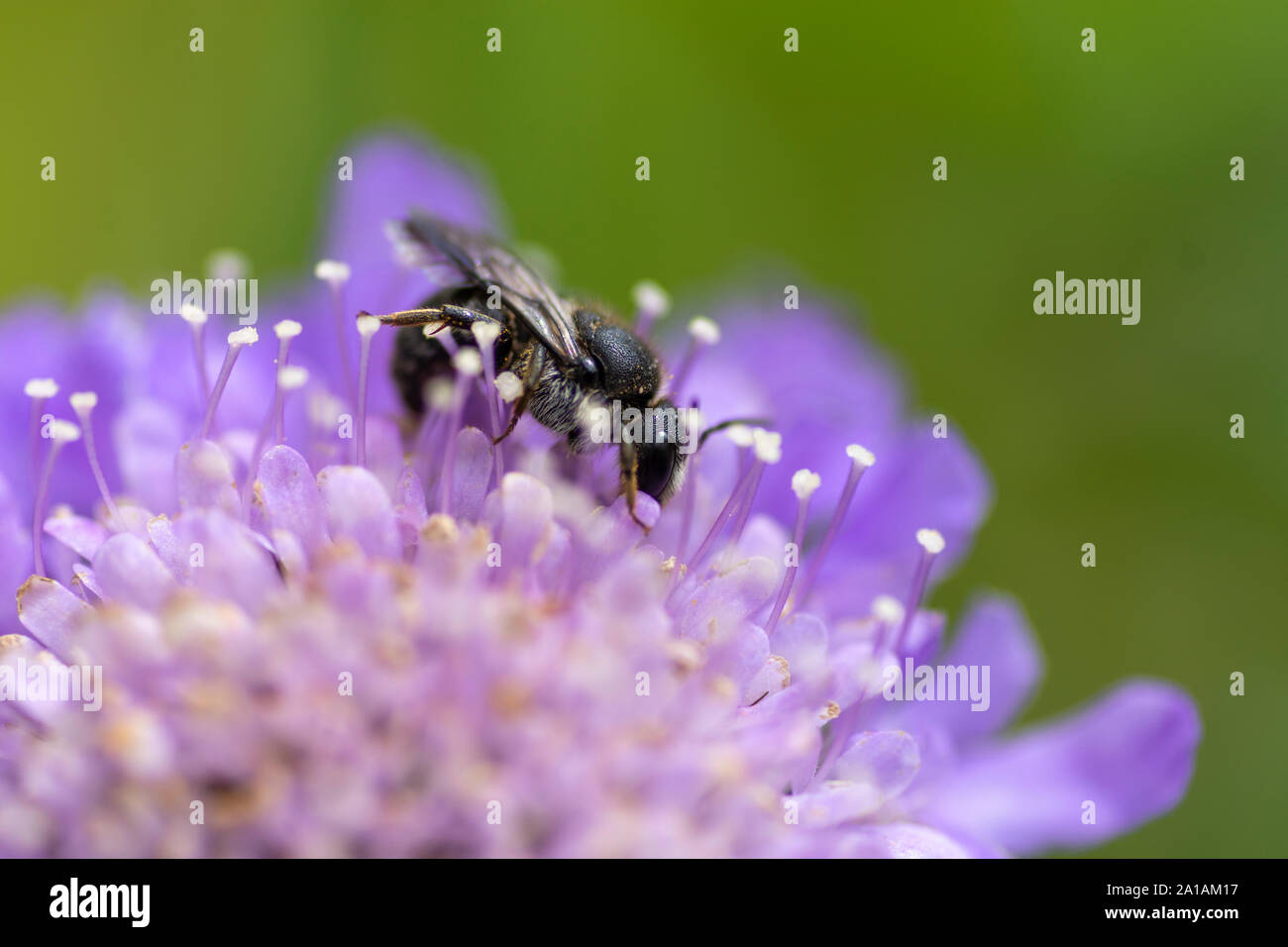Yellow loosestrife bee hi-res stock photography and images - Alamy