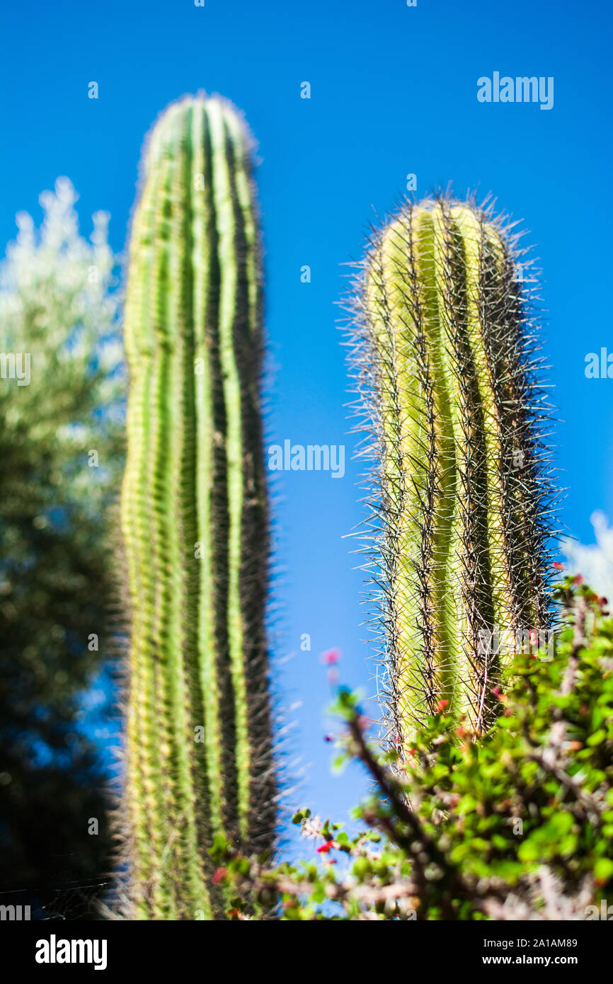 Green cactus and blue sky landscape Stock Photo - Alamy