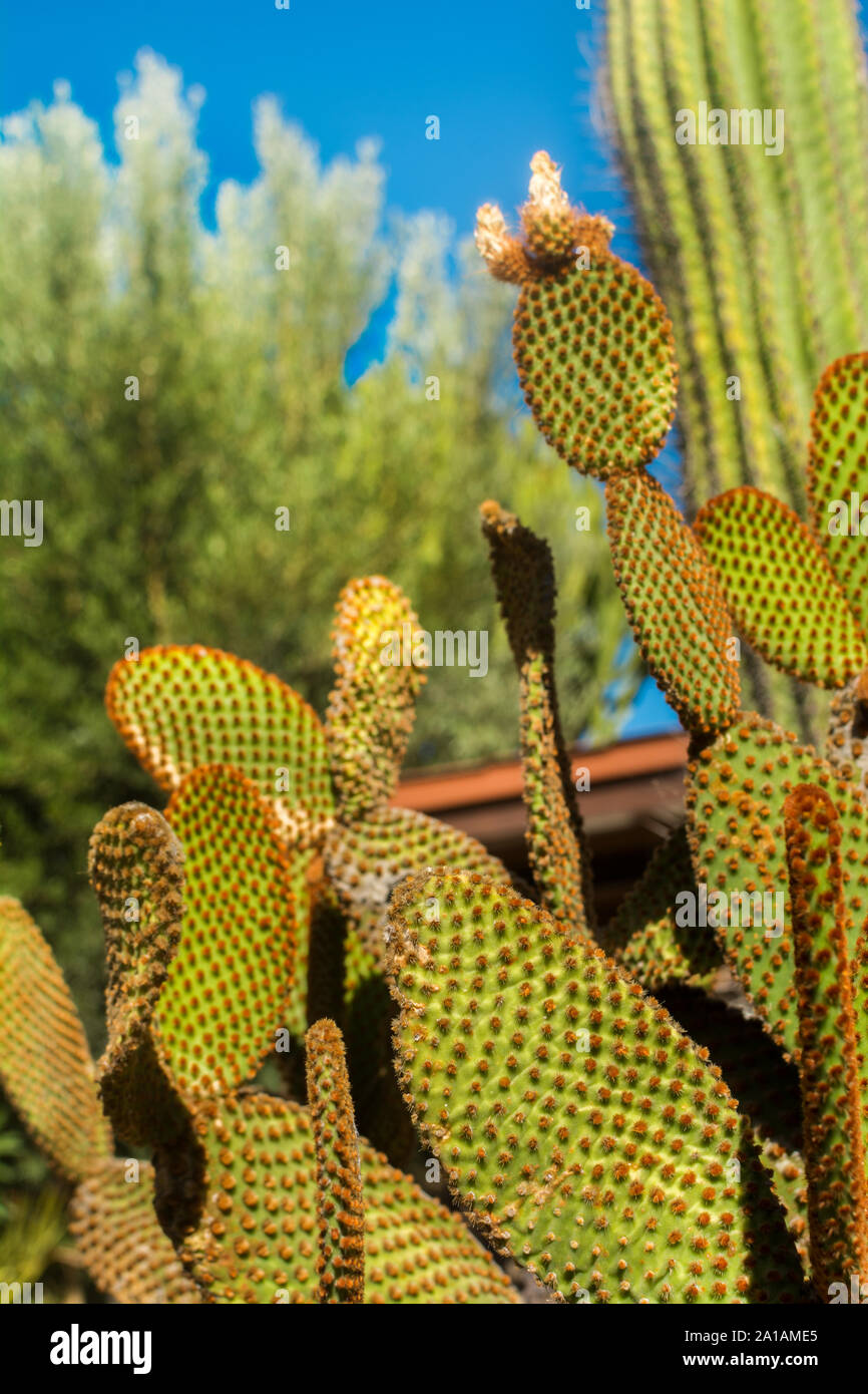 Green cactus and blue sky landscape Stock Photo - Alamy
