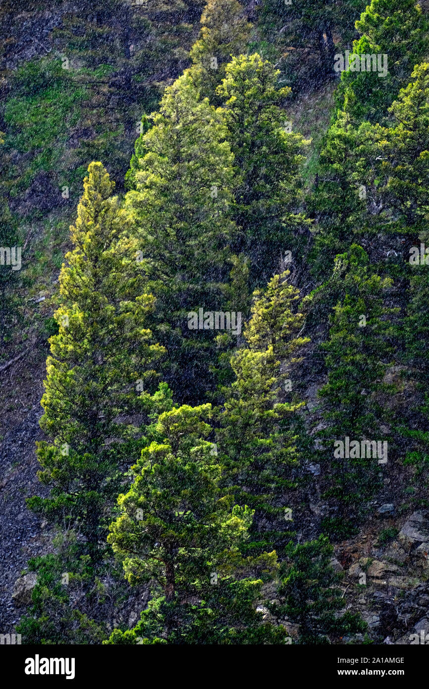 Rain falling on pine trees in mountains wilderness stormy Stock Photo ...