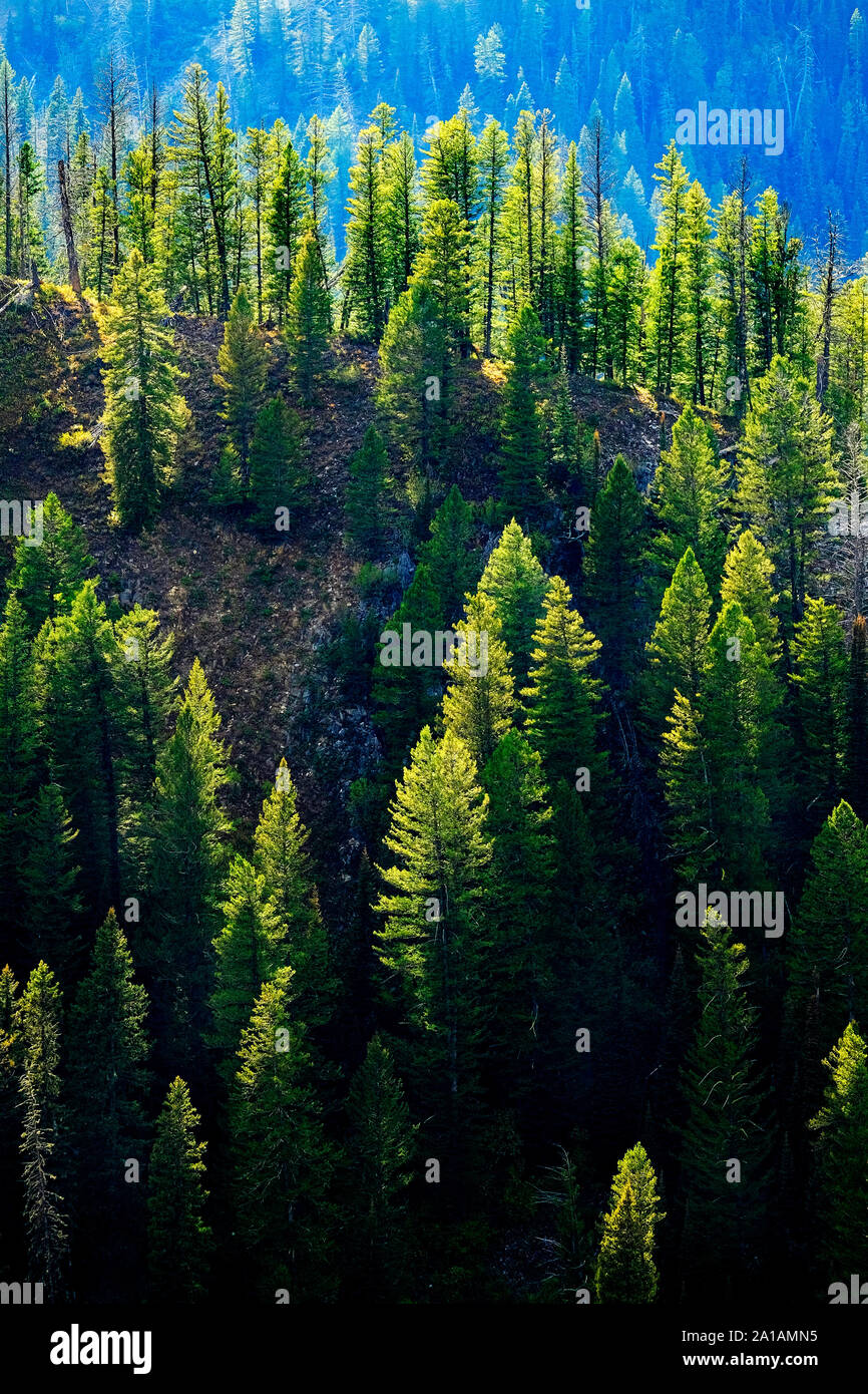 Pine tree forest in mountains on ridgeline sunlight Stock Photo - Alamy