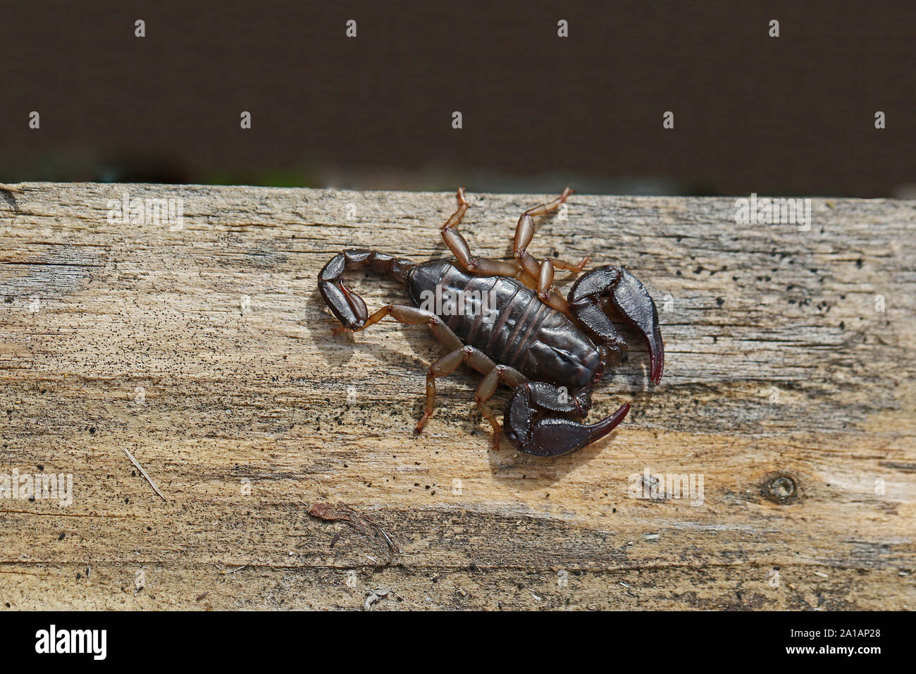 closeup of scorpion a member of the arachnid class of animals so ...