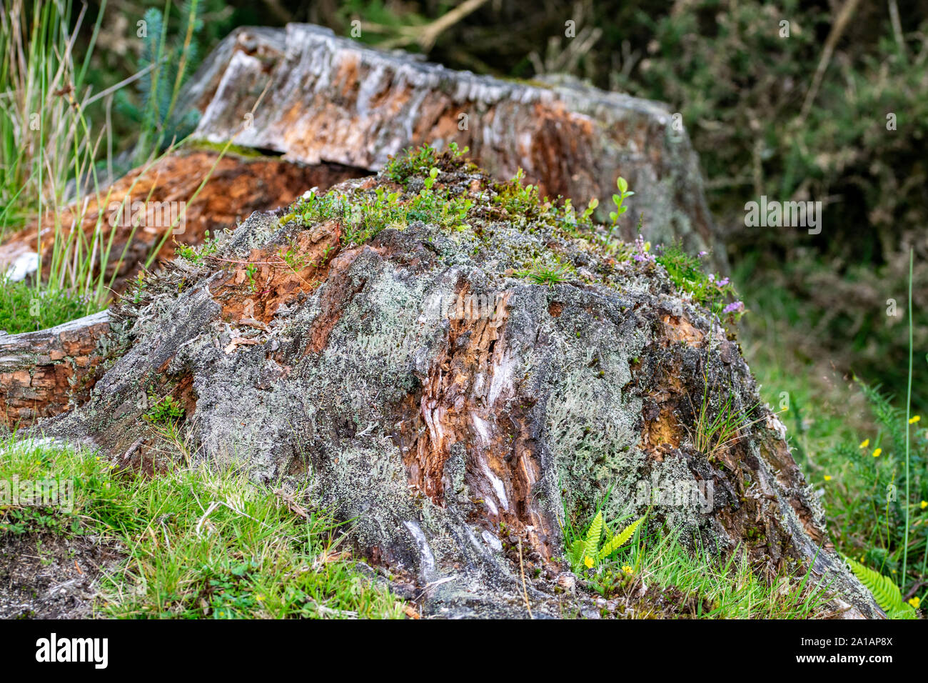 New growth from a dead tree hi-res stock photography and images - Alamy