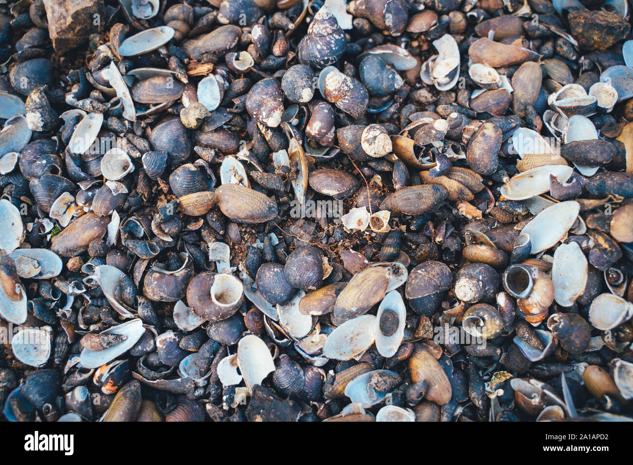 The Background of coral reefs and shells on the beach Stock Photo - Alamy