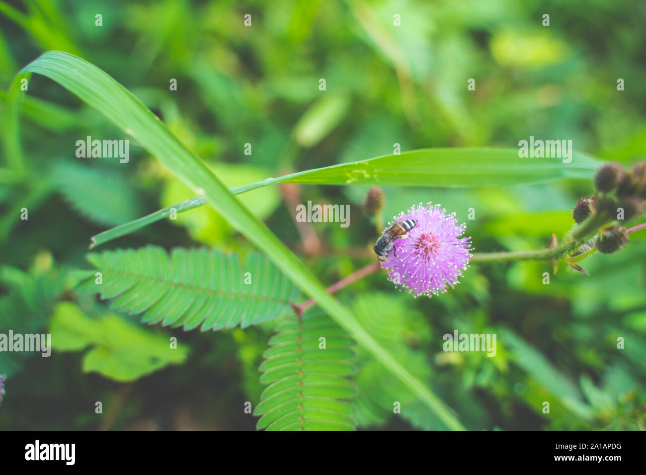 The Closeup to Sensitive Plant Flower, Mimosa Pudica Stock Photo - Alamy