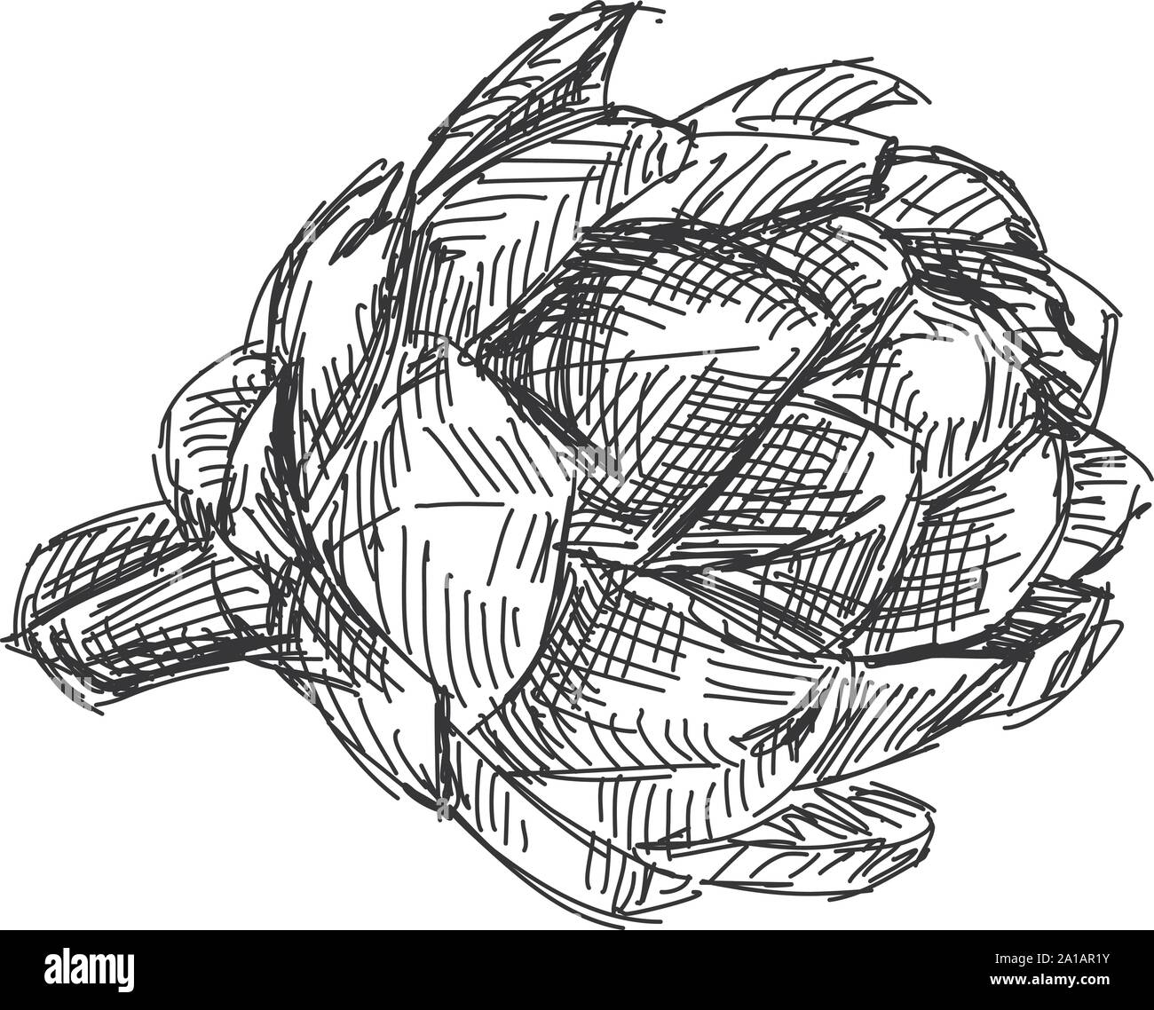 Artichoke drawing hi-res stock photography and images - Alamy