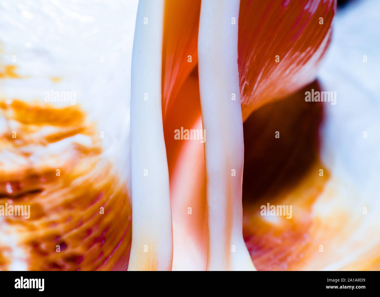 fragment of a large oceanic seashell abstract texture orange macro ...