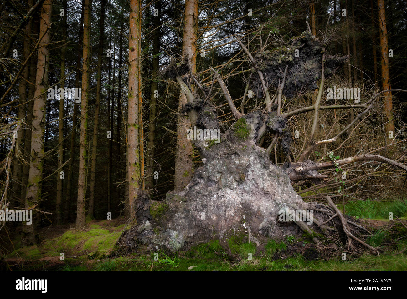 large uprooted tree on arran Stock Photo - Alamy