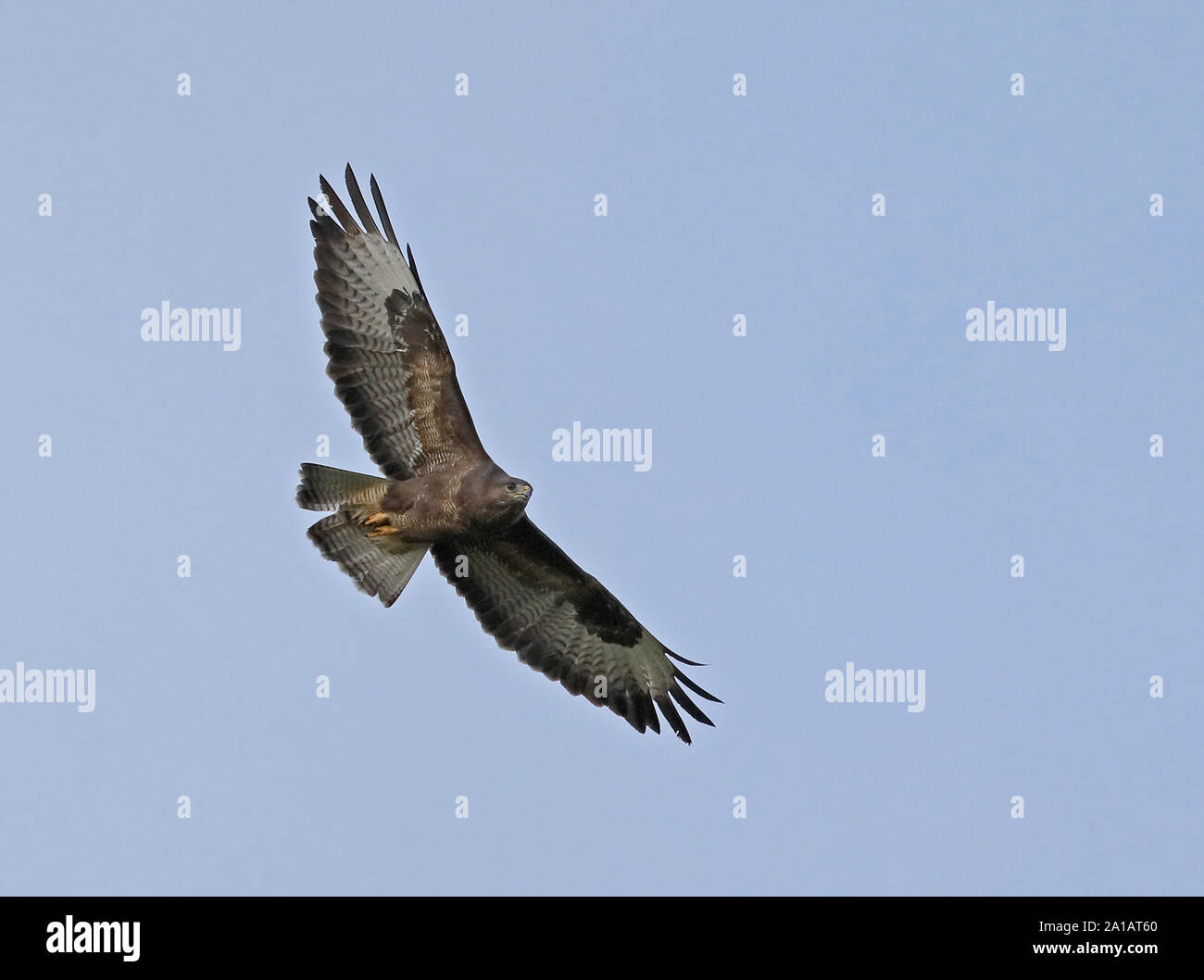 Common buzzard, Buteo buteo, soaring above,under blue sky Stock Photo ...