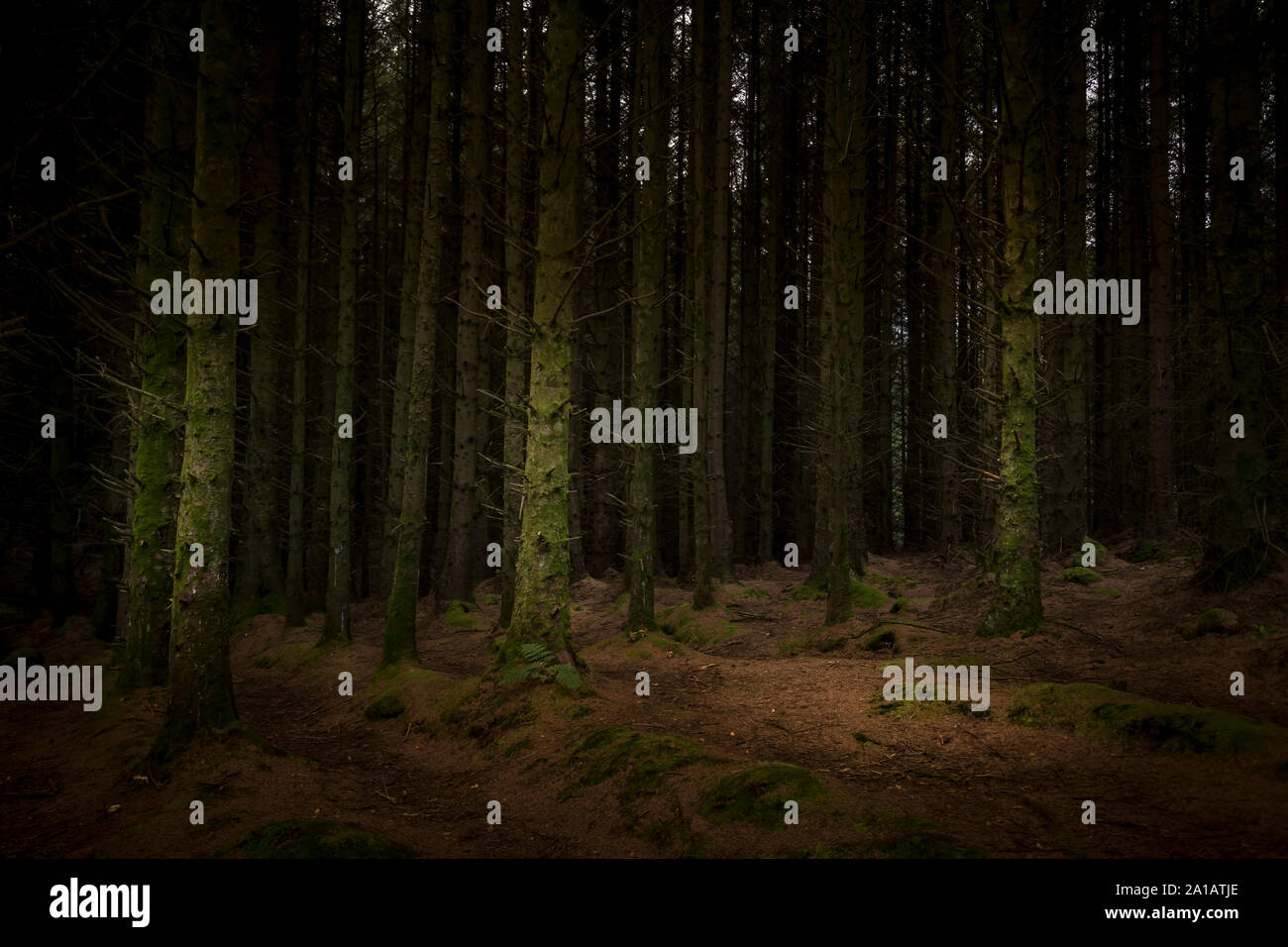 spooky forest and green trees Stock Photo - Alamy