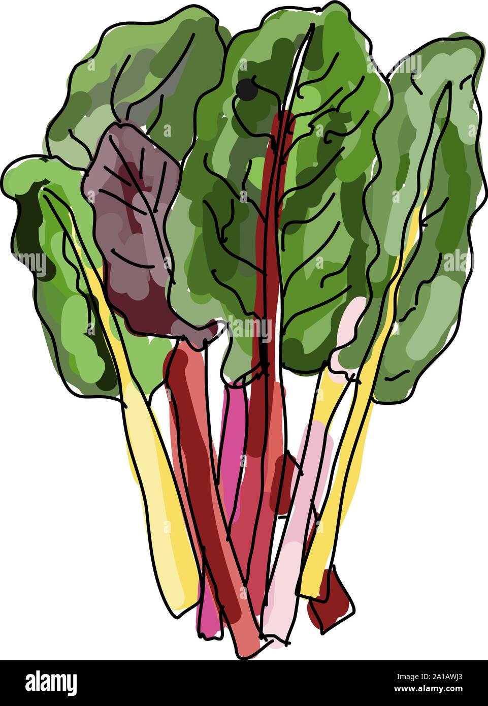 Chard, illustration, vector on white background Stock Vector Image ...