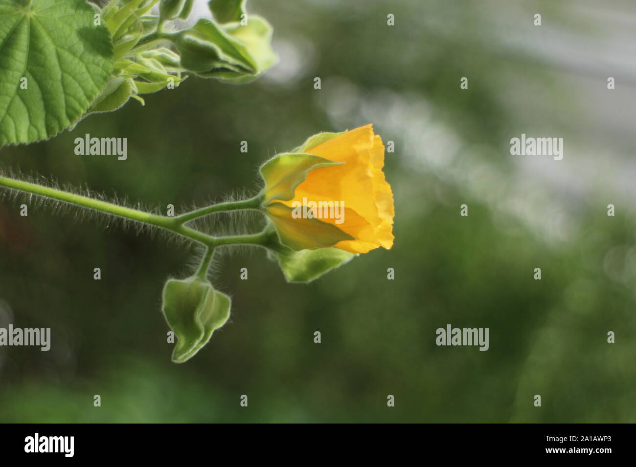 Abutilon grandifolium hi-res stock photography and images - Alamy