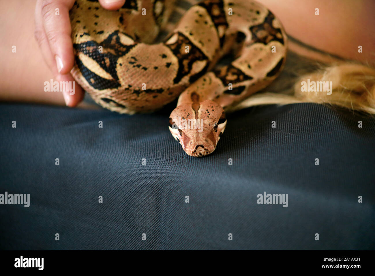 Female hand with snake, part woman body close up. Woman holds Boa ...