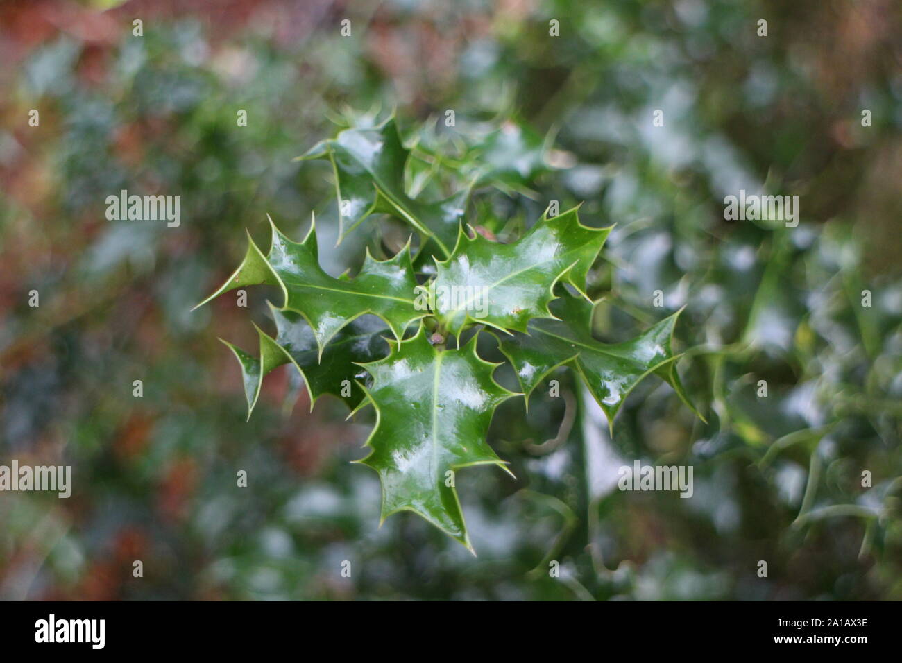 Prickly Leaves Plant High Resolution Stock Photography and Images - Alamy
