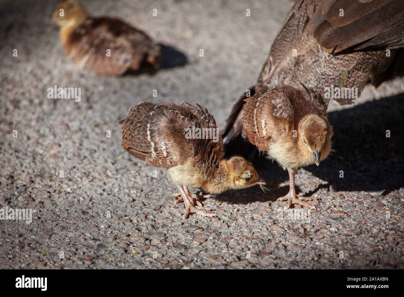 cute little peacocks near their mother Stock Photo - Alamy