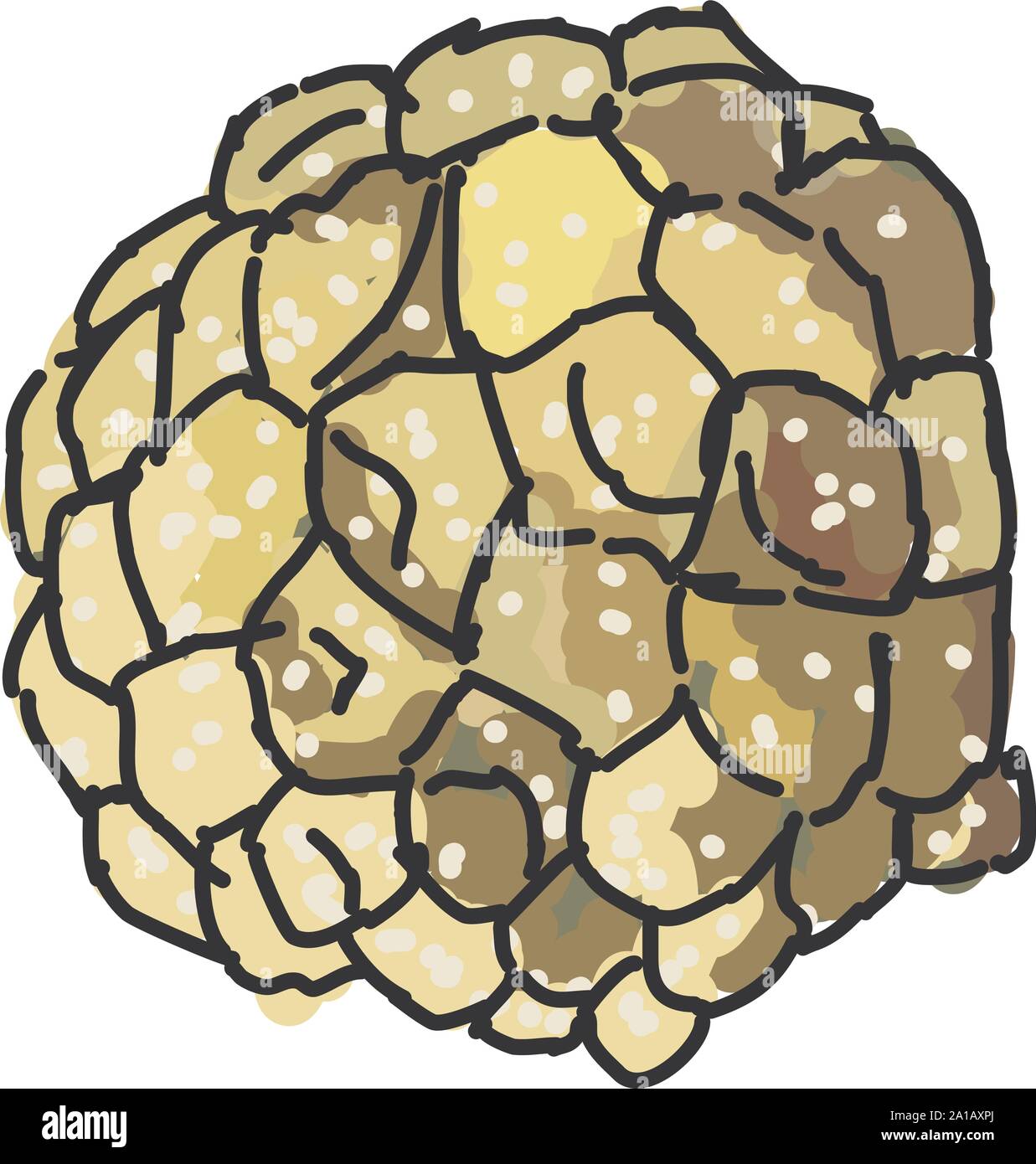 Sweet juicy ripe custard Stock Vector Images - Alamy