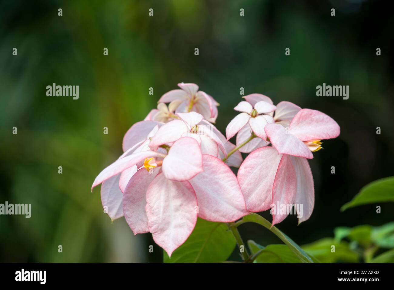 Small flower hi-res stock photography and images - Alamy