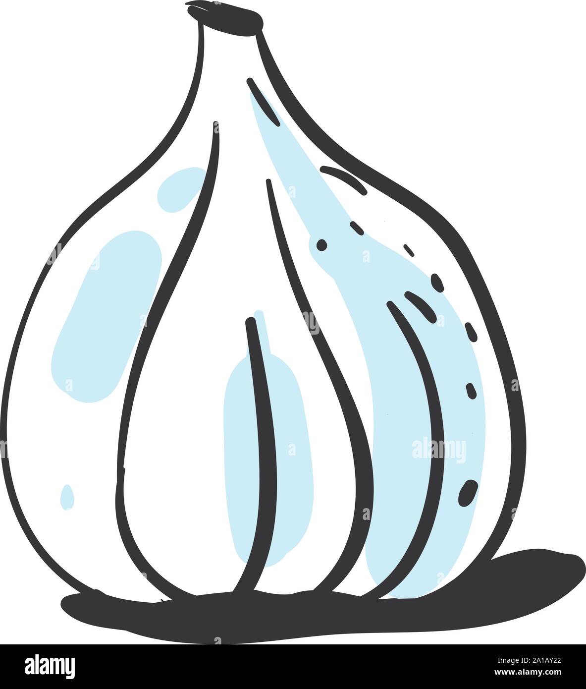 Garlic drawing, illustration, vector on white background Stock Vector ...