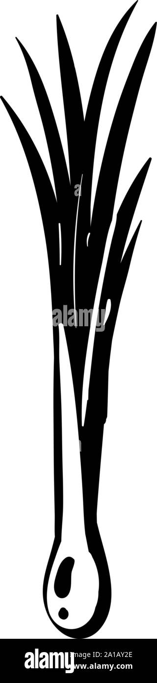 Leek drawing, illustration, vector on white background Stock Vector ...