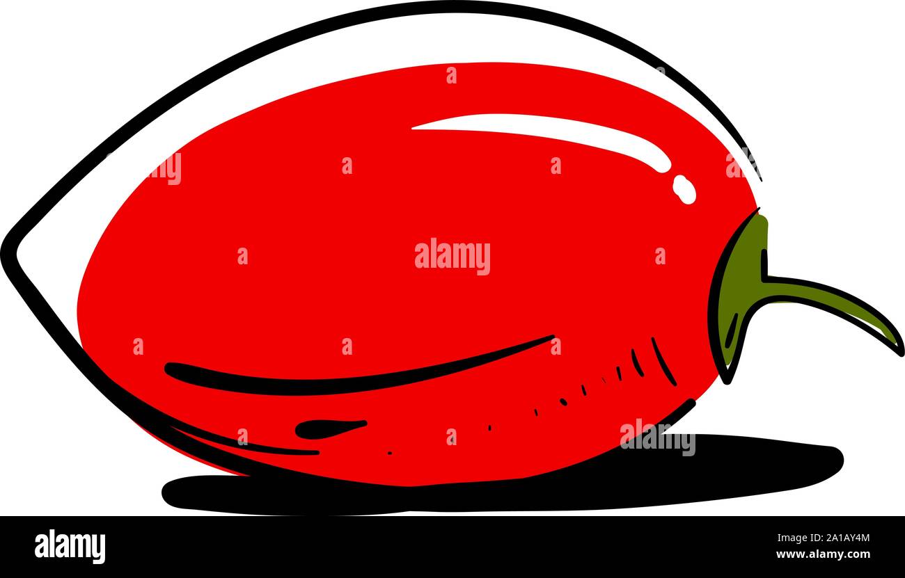 Tamarillo, illustration, vector on white background Stock Vector Image ...