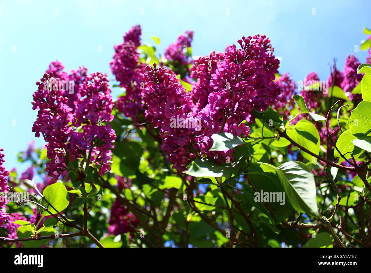 The picture shows beautiful lilac in the garden Stock Photo - Alamy