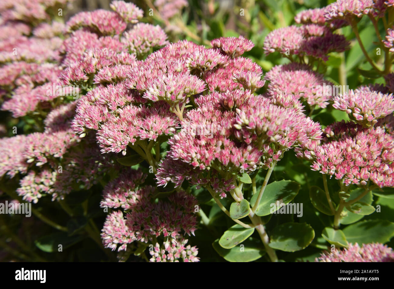 Pink Colored Shubbery Flower Blooming in a Garden Stock Photo - Alamy