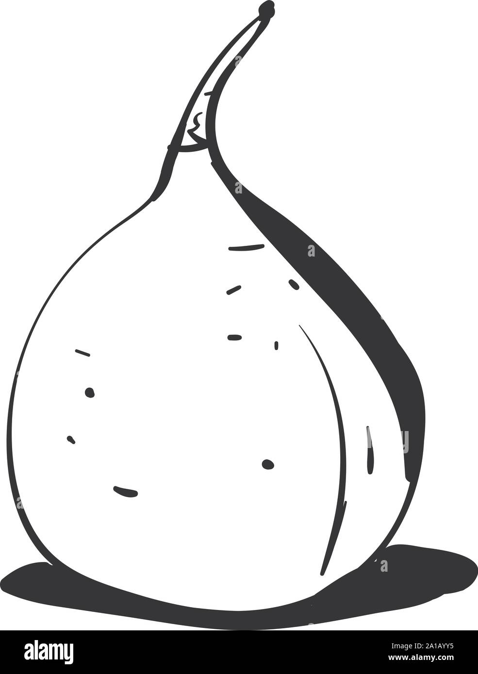 Granadilla drawing, illustration, vector on white background Stock ...