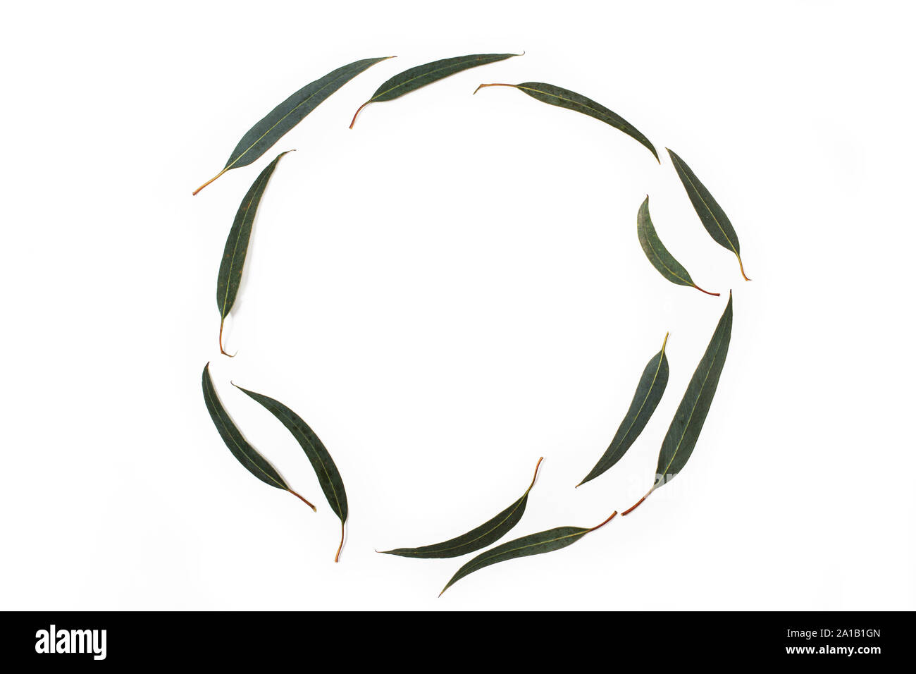 Green eucalyptus branch round Cut Out Stock Images & Pictures - Alamy