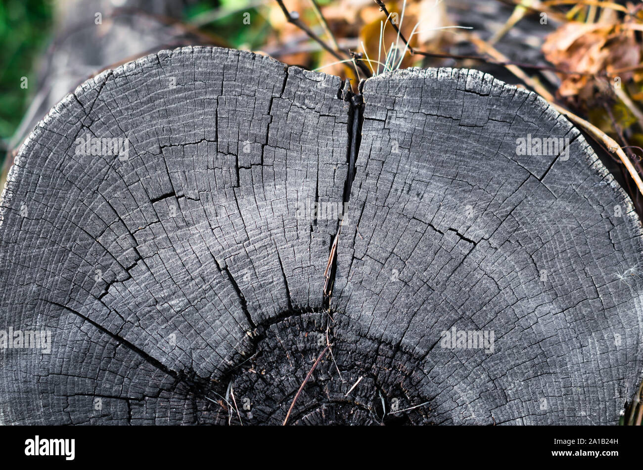 old gray wooden stump close up Stock Photo - Alamy