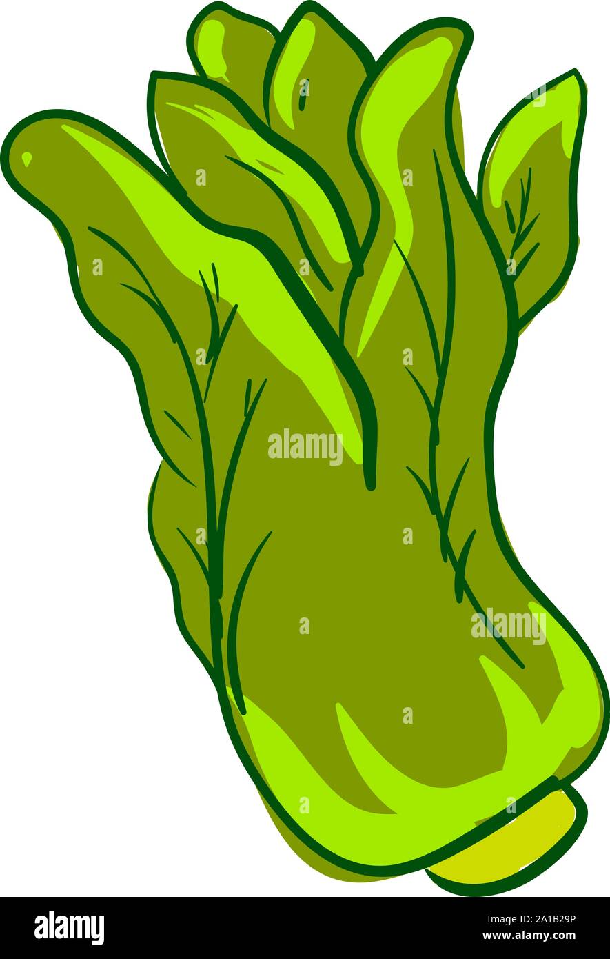 Fresh lettuce, illustration, vector on white background Stock Vector ...