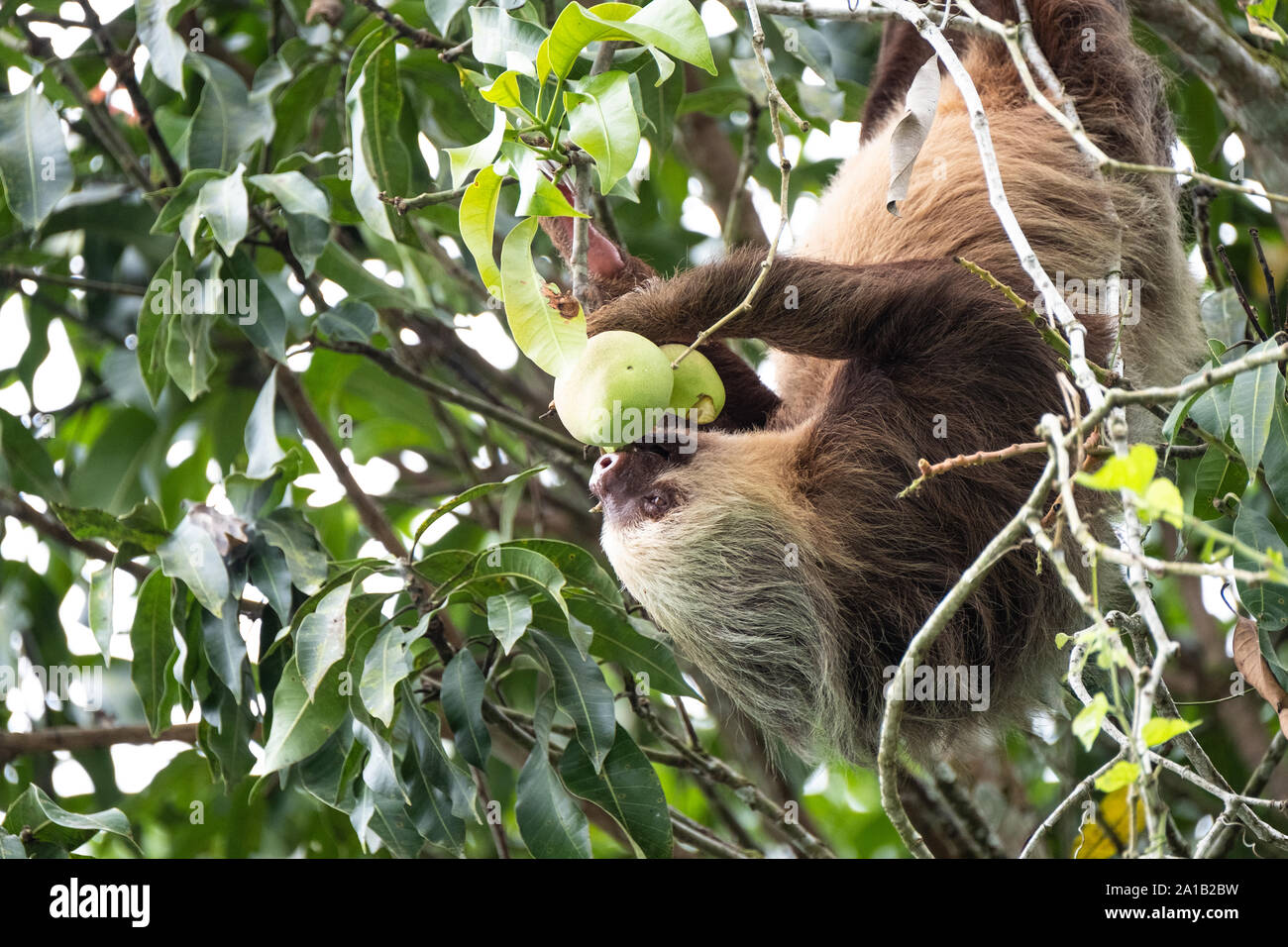 Faultier hi-res stock photography and images - Alamy