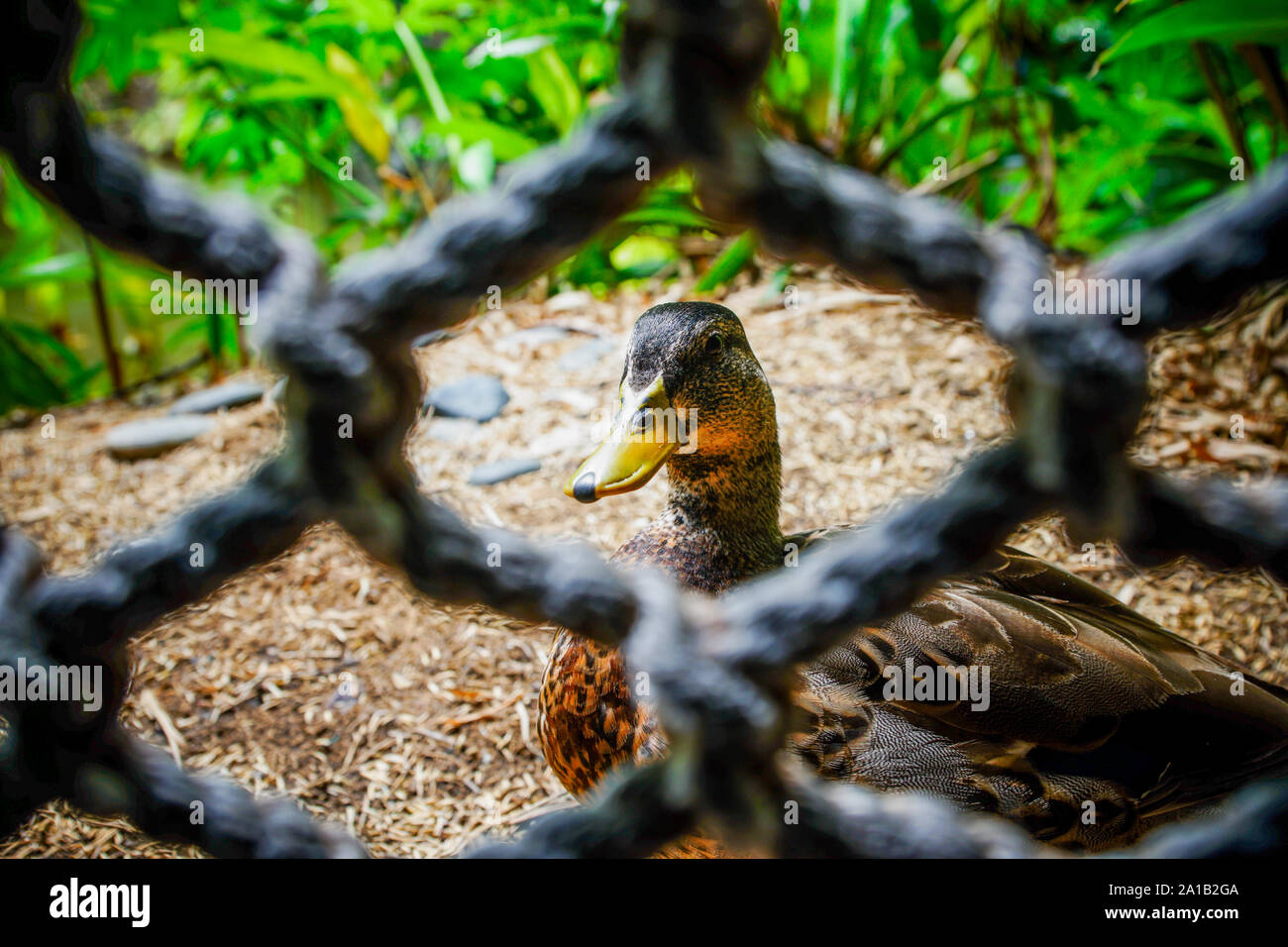 Image of a Duck Through a Fence Stock Photo - Alamy