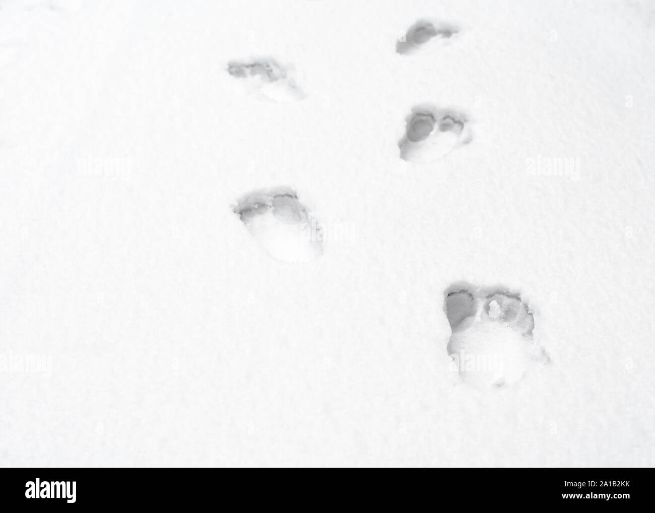 footprints of bare human feet on white snow close up Stock Photo - Alamy