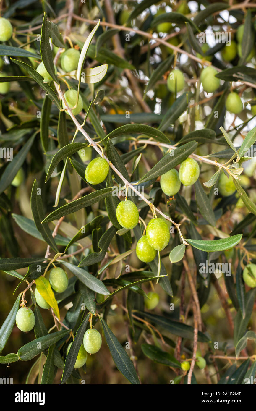 Unripe olives on a tree in a Mediterranean olive grove. Traditional ...