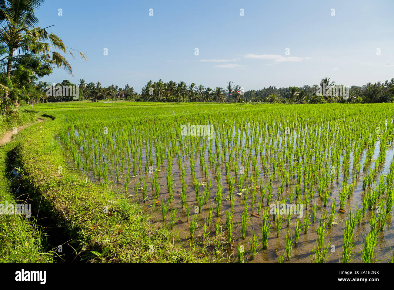 View of rice fields detail in Java, Indonesia, Asia Stock Photo - Alamy