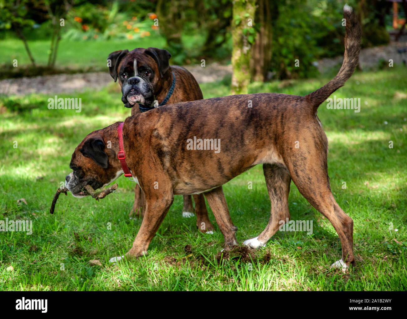 Female and male boxer dogs hi-res stock photography and images - Alamy