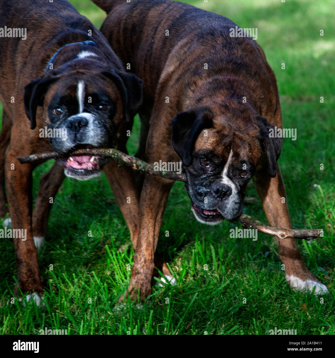 Female and male boxer dogs hi-res stock photography and images - Alamy