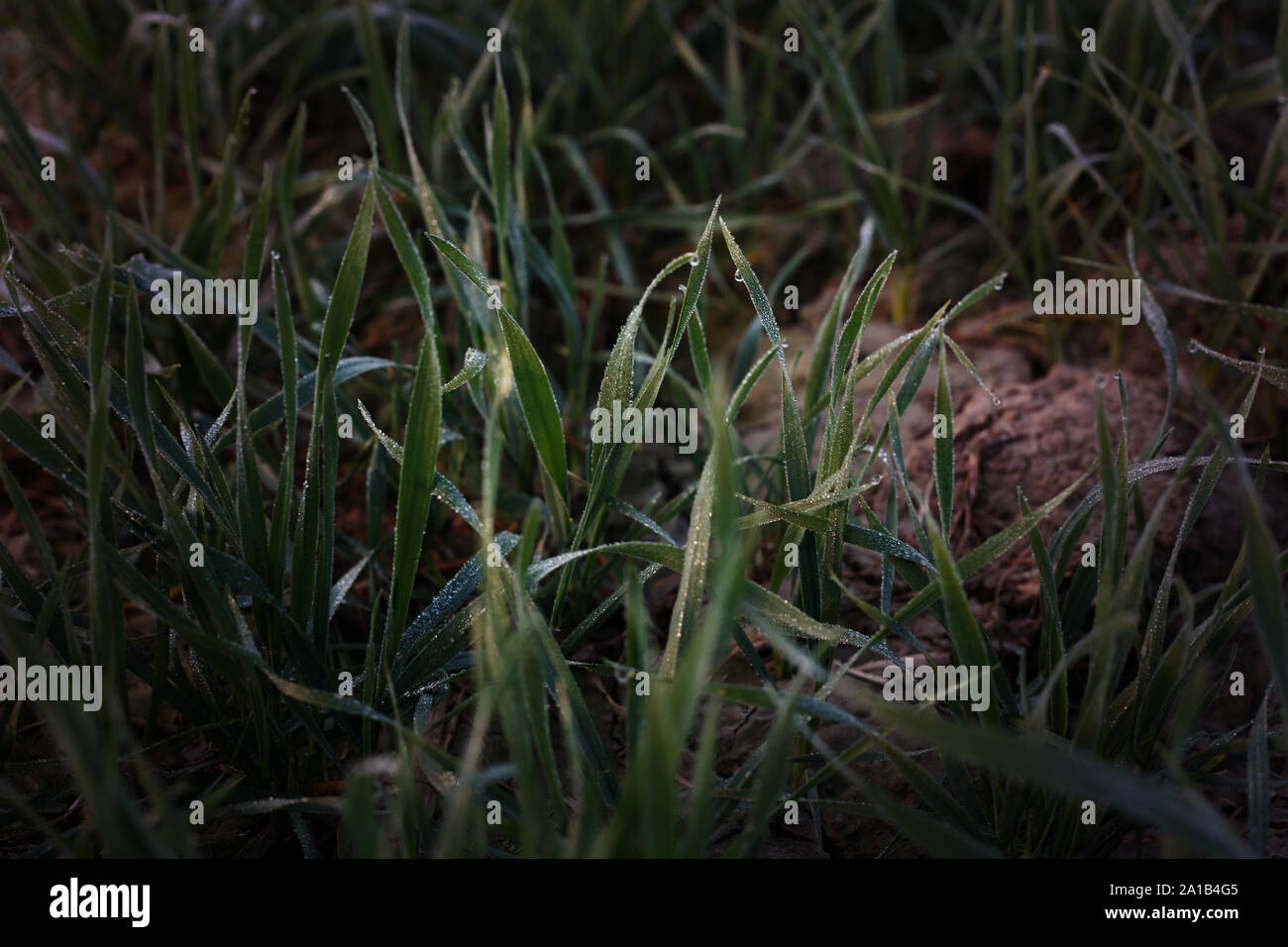 Wheat leaf hi-res stock photography and images - Alamy