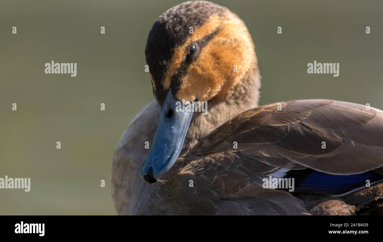 Duck preening in the sunshine Stock Photo - Alamy