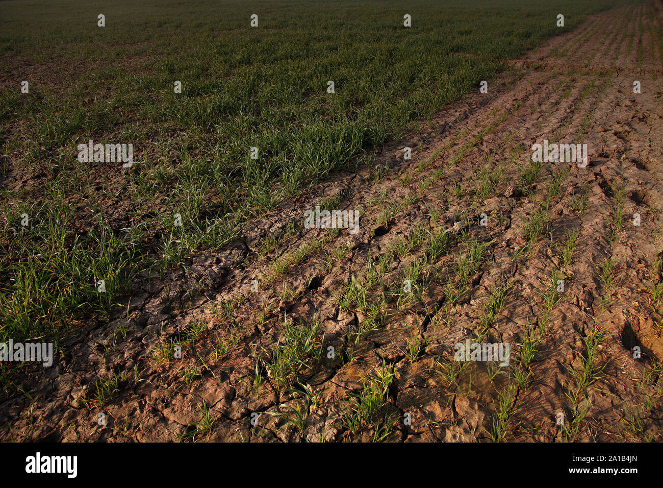 Green color field day land agriculture freshness hi-res stock ...