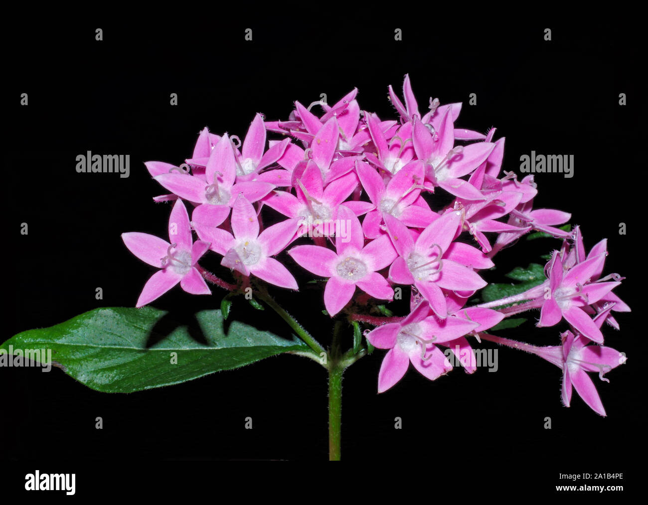 Pink egyptian starcluster (pentas lanceolata) close-up Stock Photo - Alamy